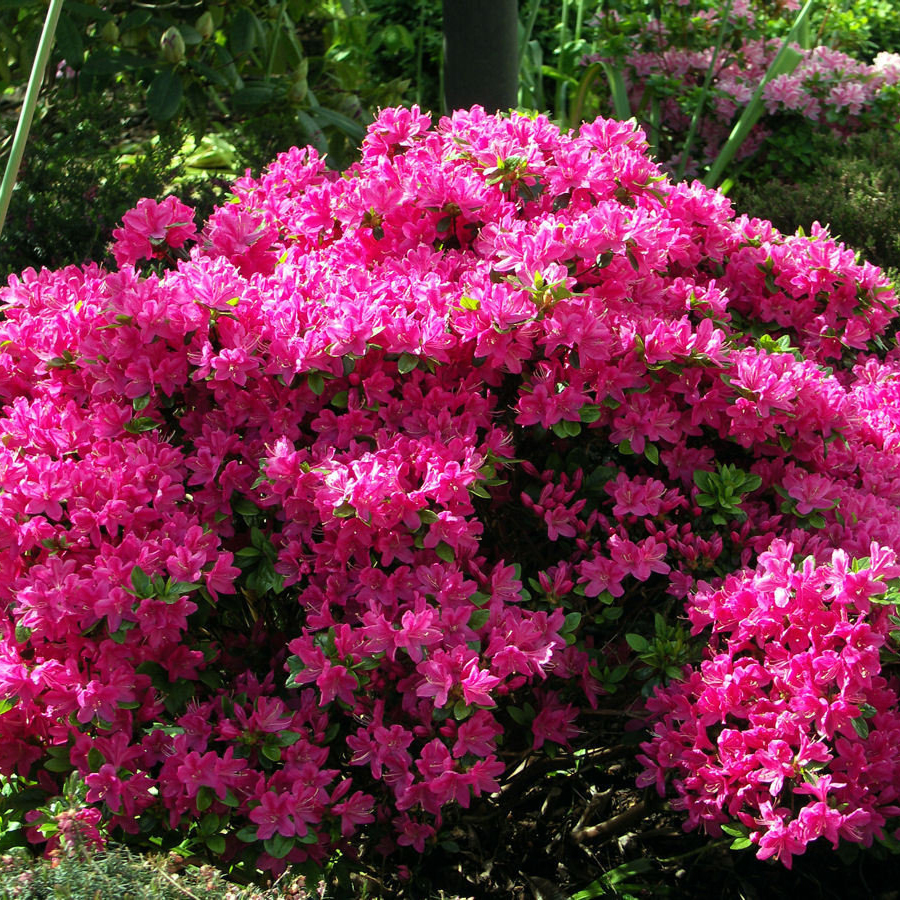 Багаторічні квіти Саджанці з розсадника КиївСад